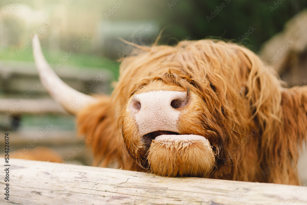 Beautiful Highland cattle on the farm. Animals on farming, agriculture ...