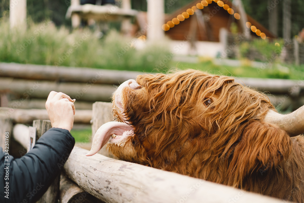 Beautiful Highland cattle on the farm. Animals on farming, agriculture ...