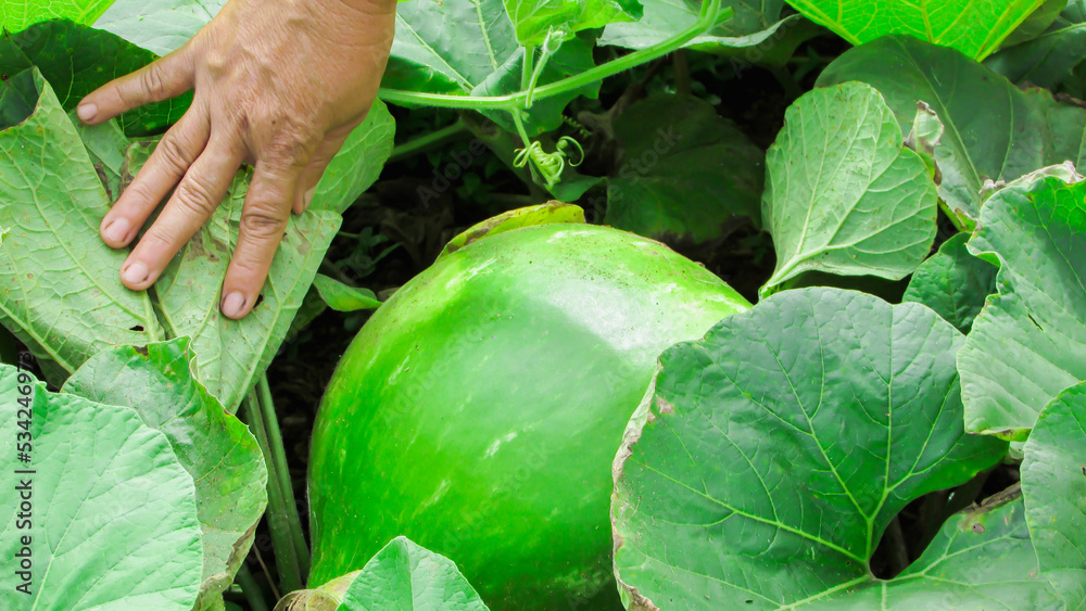 Lagenaria and Cucurbita. giant porongo gourd green background and its ...