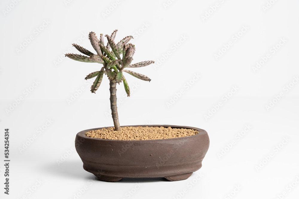 Kalanchoe daigremontiana plant on clay pot with isolated white ...