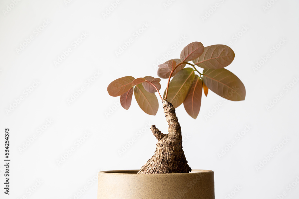 Back of Phyllanthus Mirabilis leaf with isolated white background ...