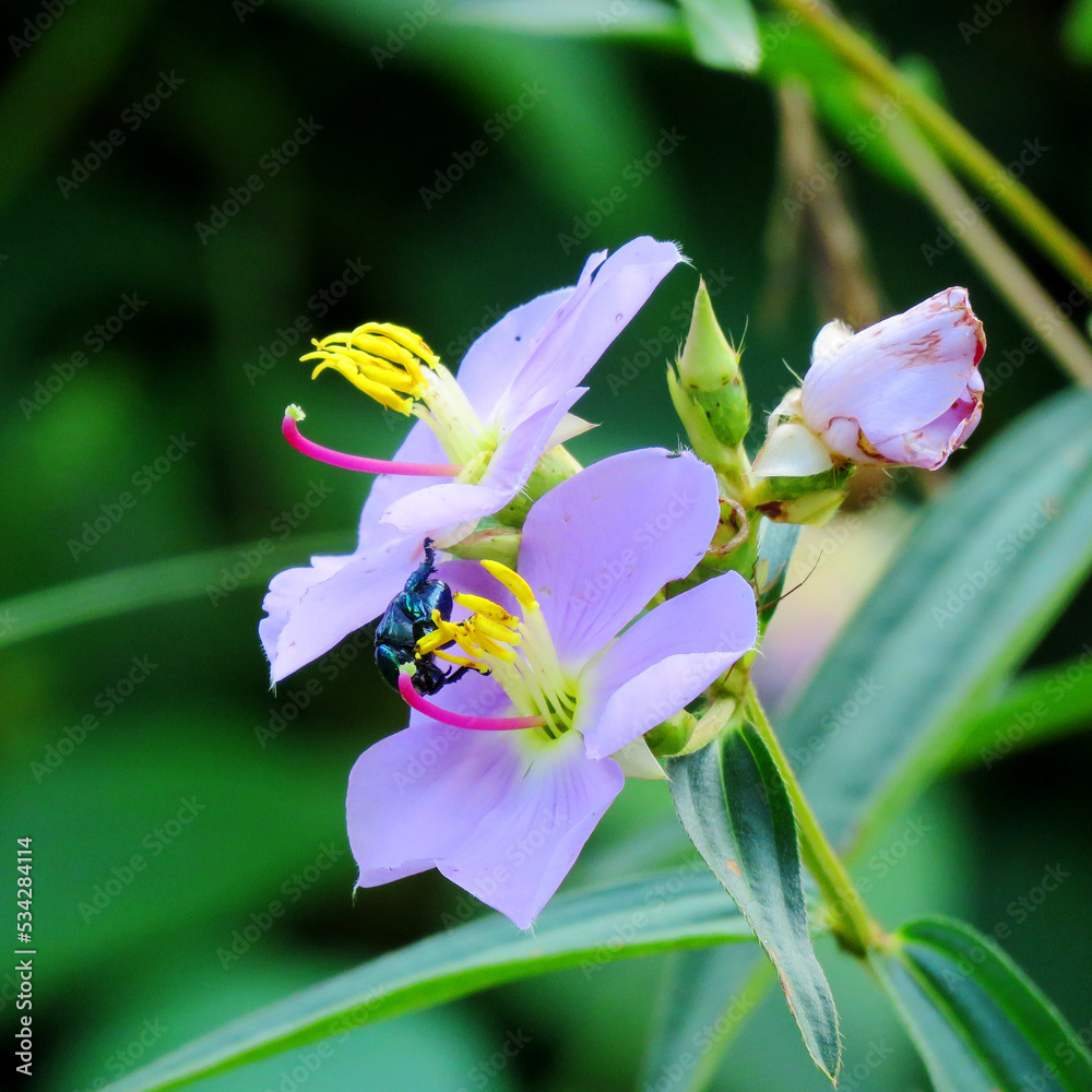 osbeckia chinensis flowers and buds.Angiosperms, Pink Flowers of ...