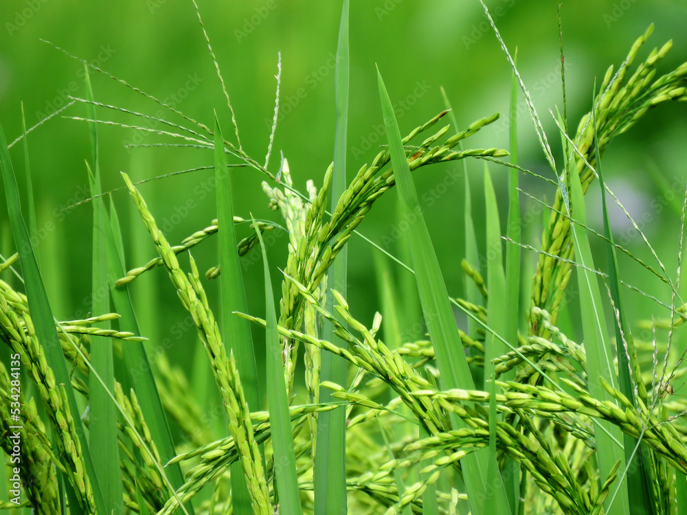 Rice Plant Field