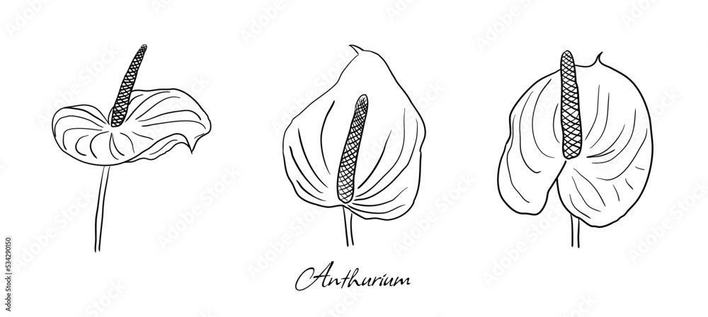 Set of vector handdrawn Anthurium leaves on white background. Stock ...