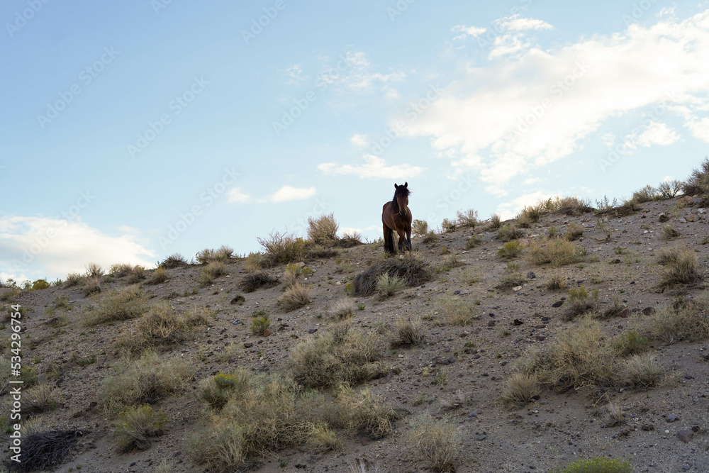 Caballo americano de raza Mustang a un lado de una tipica carretera ...