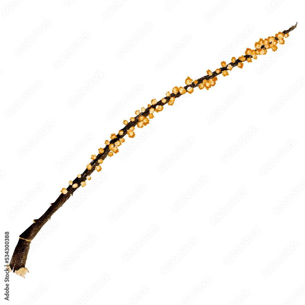 hand-drawn dried stick clipart isolated on white background Stock ...