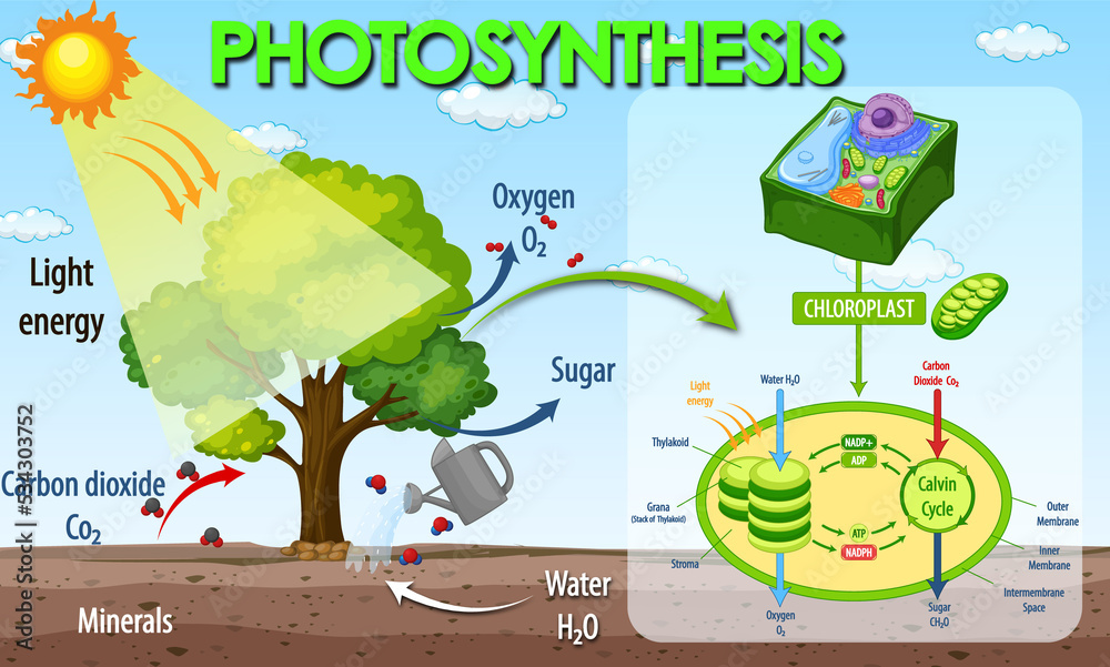 Diagram showing process of photosynthesis in plant Stock Illustration ...