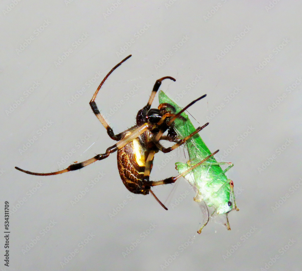 Spider eating a grasshopper, Food chain concepts. The predator ...