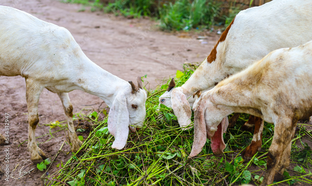 Close up of the Barbari goat eating grass in farm. Goat grazing in farm ...