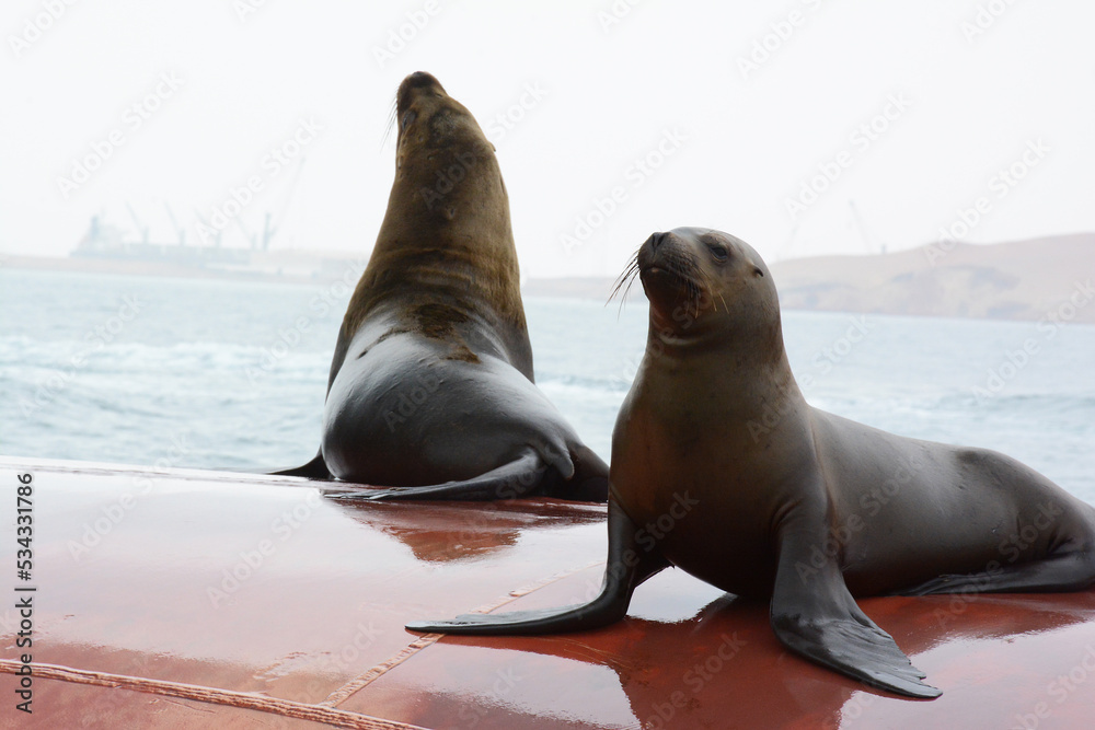 sea leon, liner boat, family, relax, sleep, seal, animal, sea lion ...