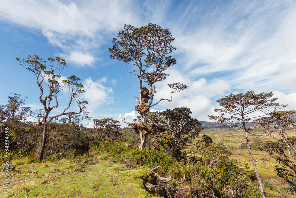 Subalpine plateau marking Mount Elit pass, Baliem Valley, West Papua ...