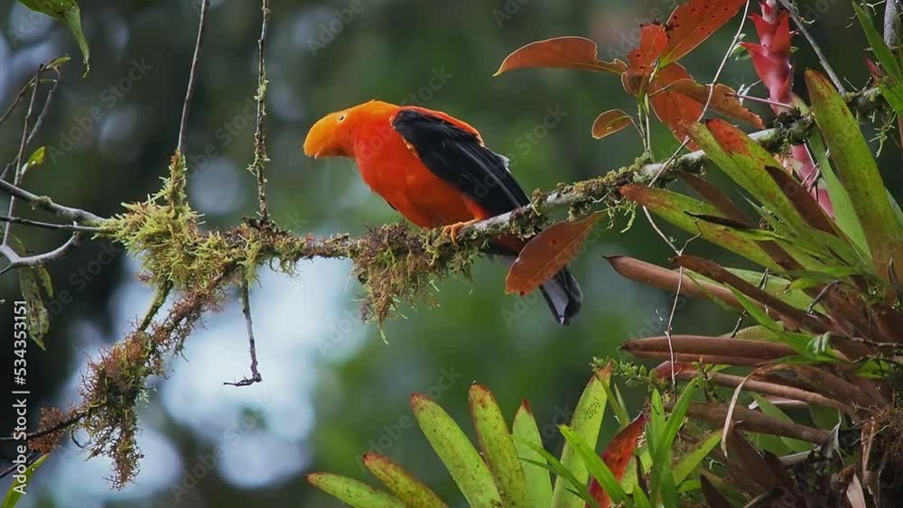Andean cock-of-the-rock (Rupicola peruvianus), also tunki (Quechua ...