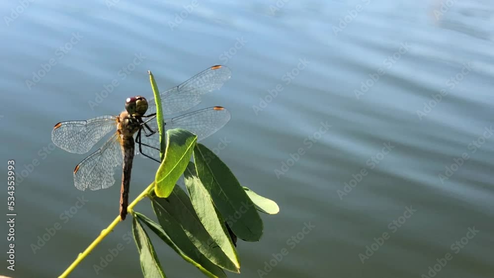 Dragonfly dries its wings after falling into the water. Dragonfly ...