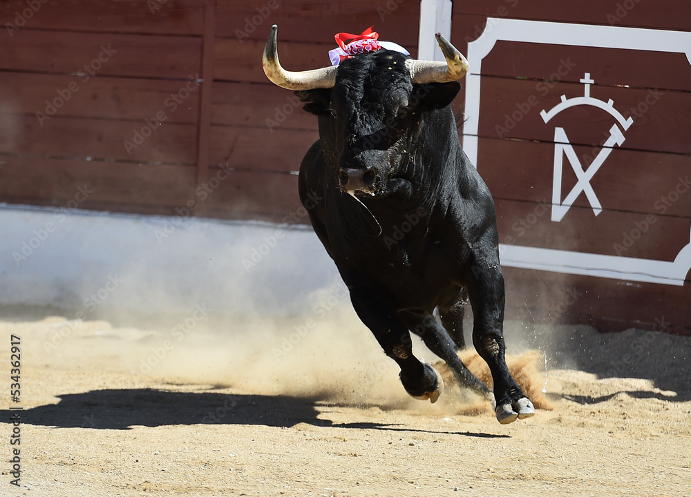 un gran toro negro con grandes cuernos en un tradicional espectaculo de ...