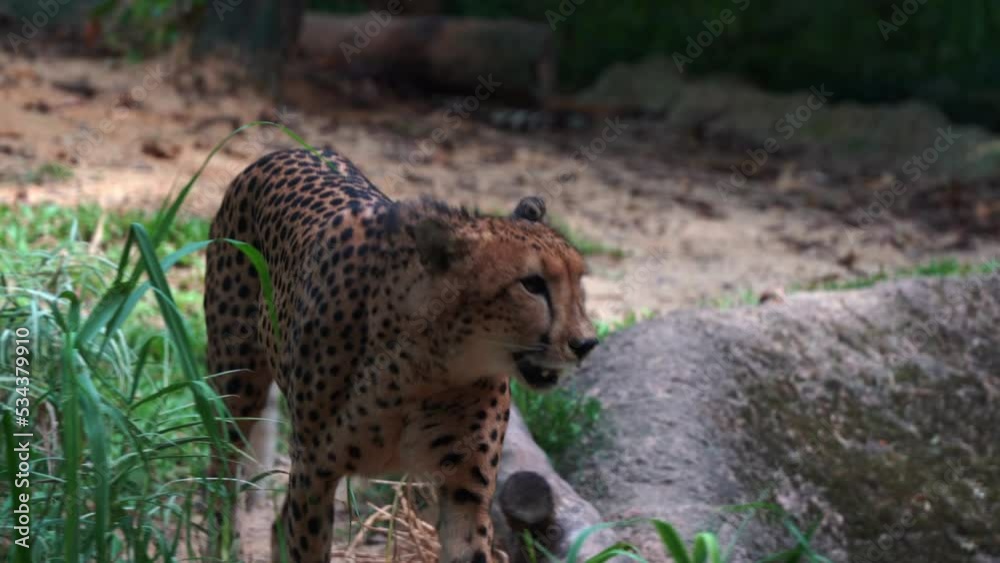 Exotic asiatic cheetah, acinonyx jubatus venaticus slowly walking ...
