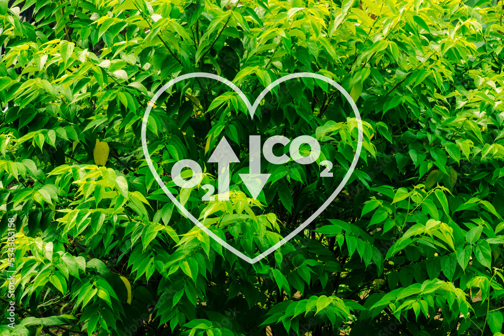 plant, trees, shrubs, grasses photo with graphic illustration of ...