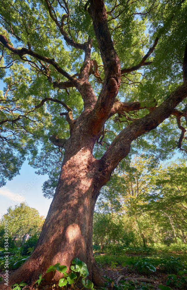 The crown of ancient camphor tree (Cinnamomum camphora). Tokyo. Japan ...
