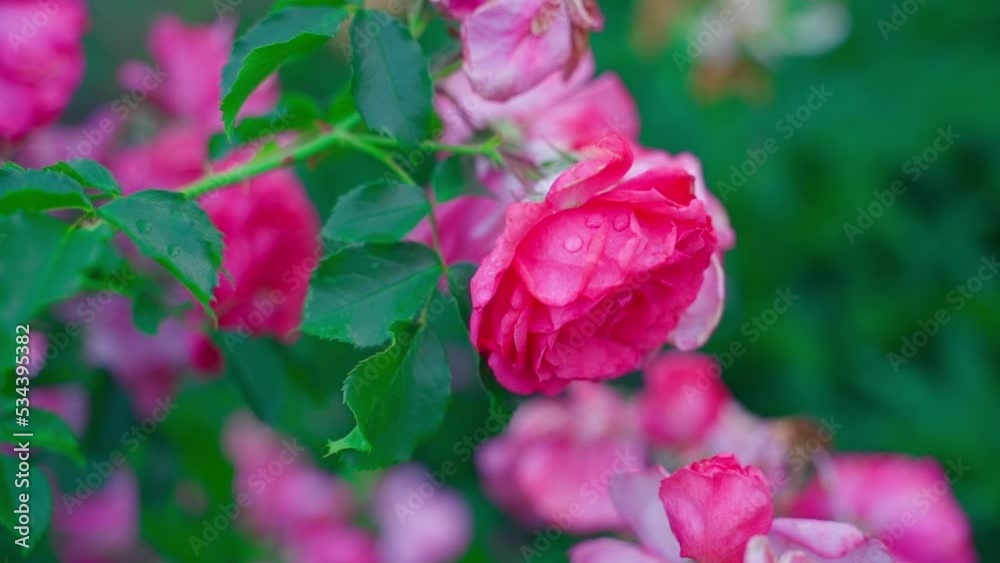 Beautiful saturated pink rose in water drops close-up on a blurred ...
