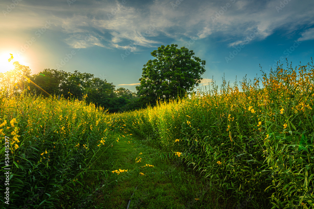 Beautiful landscape scenery of yellow sunn hemp field yellow flowering ...