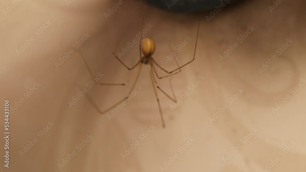 Cellar spider in the laundry room. Spider has built its nest behind the ...