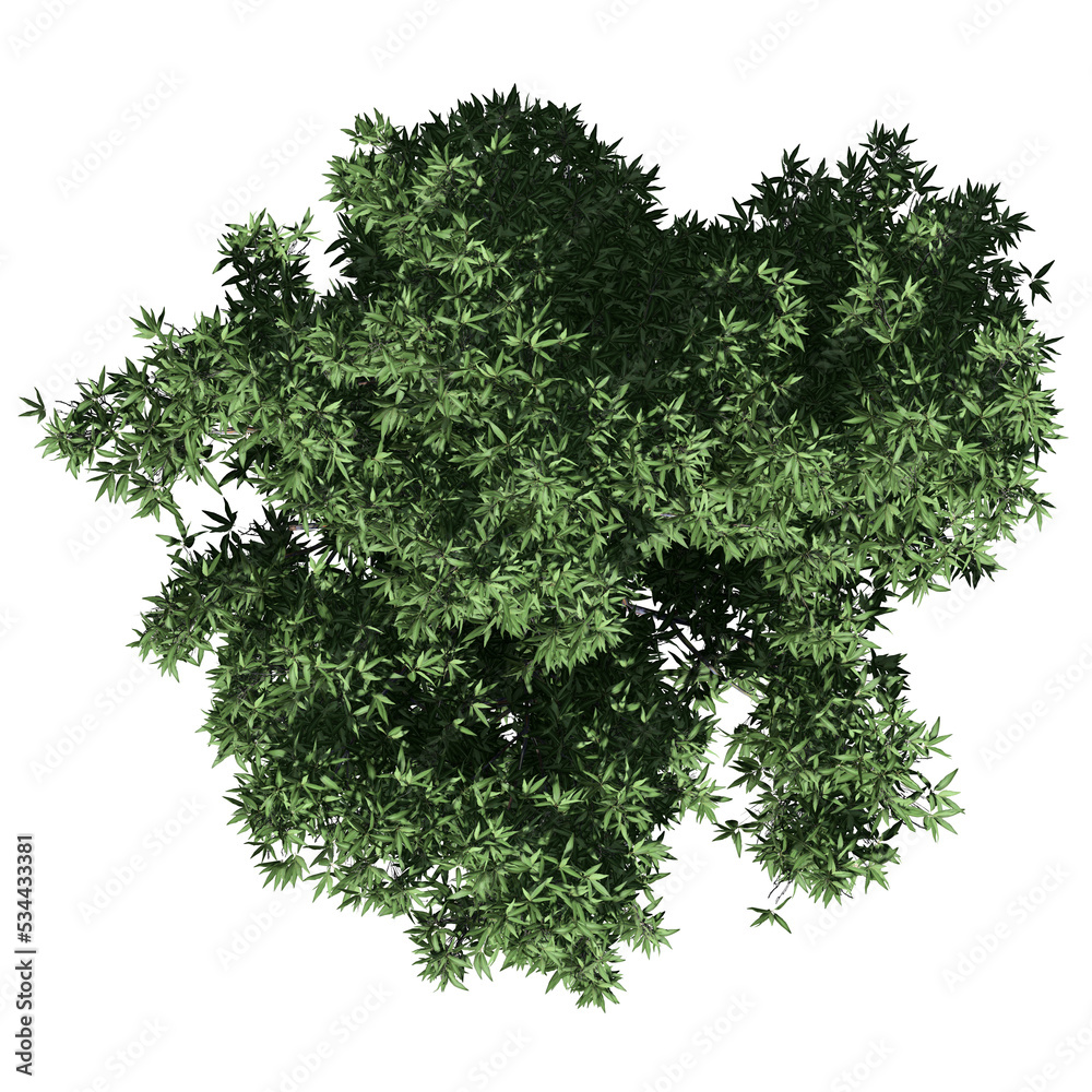 Rainbow Gum Tree – Top View Stock Photo | Adobe Stock