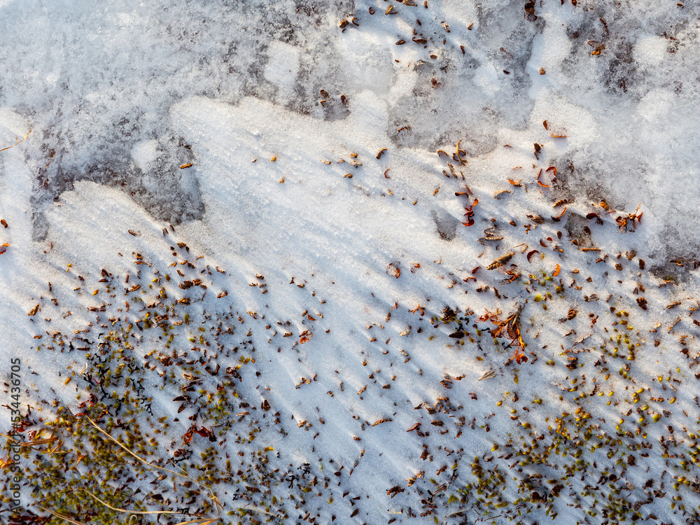 The frozen winter tundra in the Arctic. Moss, lichen and small plants ...