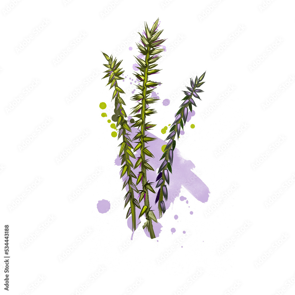 Apamarg Prickly Chaff flower Achyranthes aspera ayurvedic herb digital ...