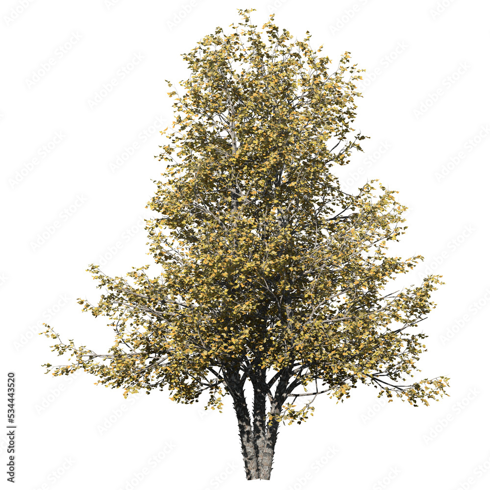 River Birch Tree – Front View Stock Photo | Adobe Stock