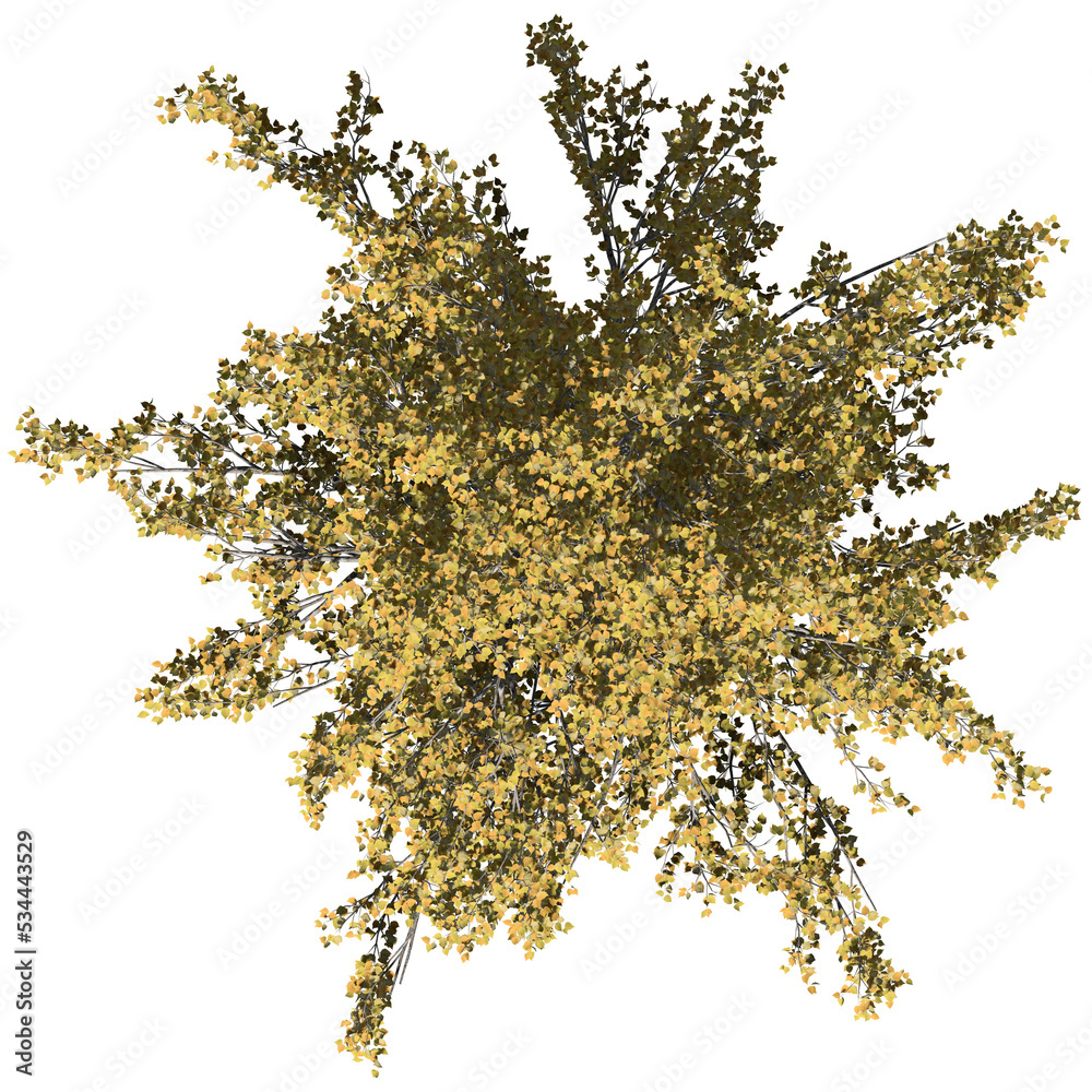 River Birch Tree – Top View Stock Photo | Adobe Stock