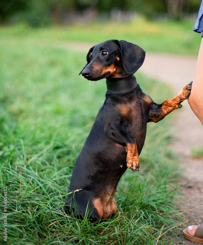 A black dwarf dachshund dog stands on its hind legs. The dog is holding ...
