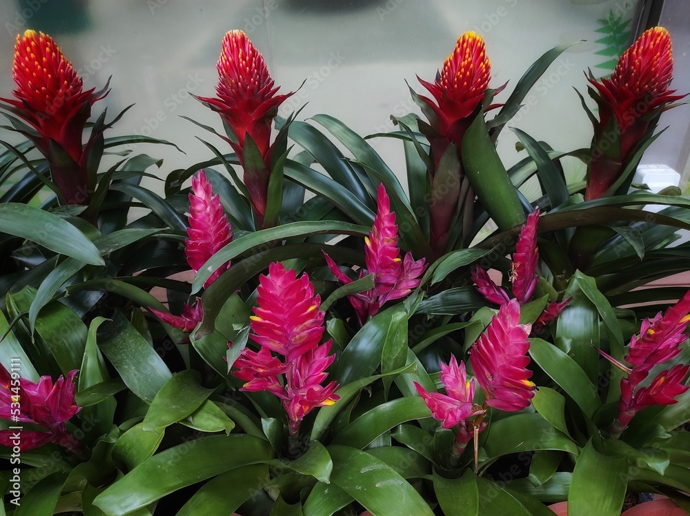 Bromeliads are a group of plants that belong to the Bromeliaceae family ...