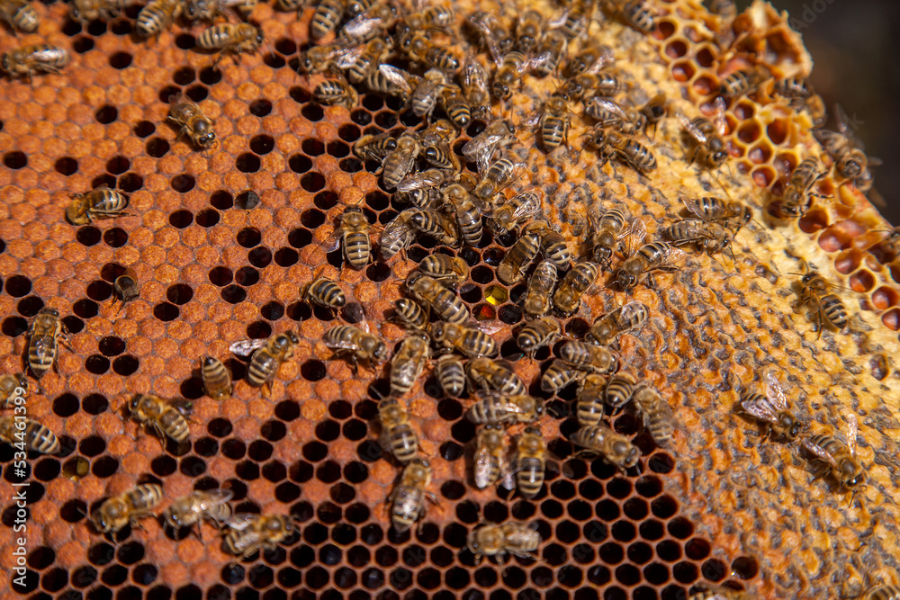 Working bees in a hive on honeycomb. Bees inside hive with sealed and ...