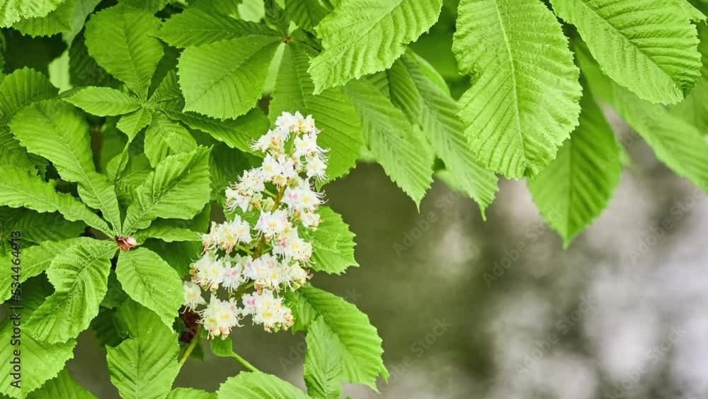 Aesculus turbinata, common name Japanese horse-chestnut (Tochinoki or ...