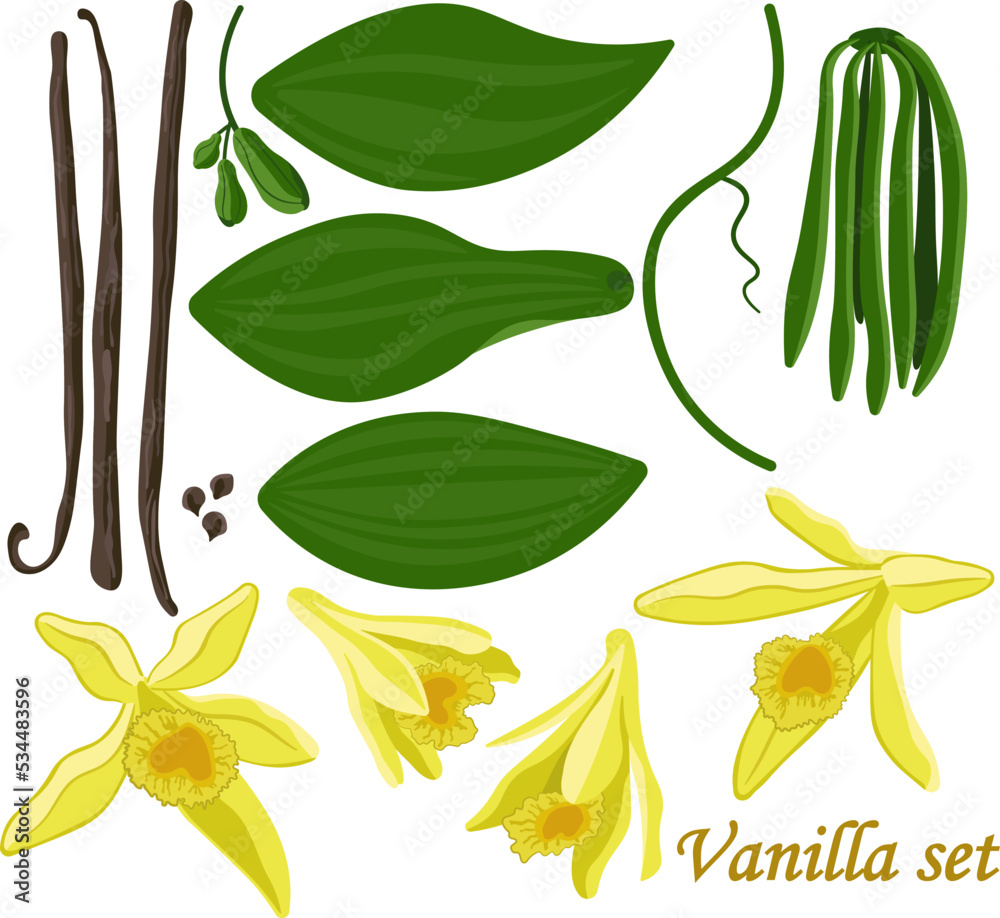 Vector set Vanilla planifolia sticks flowers and flowers vector image ...