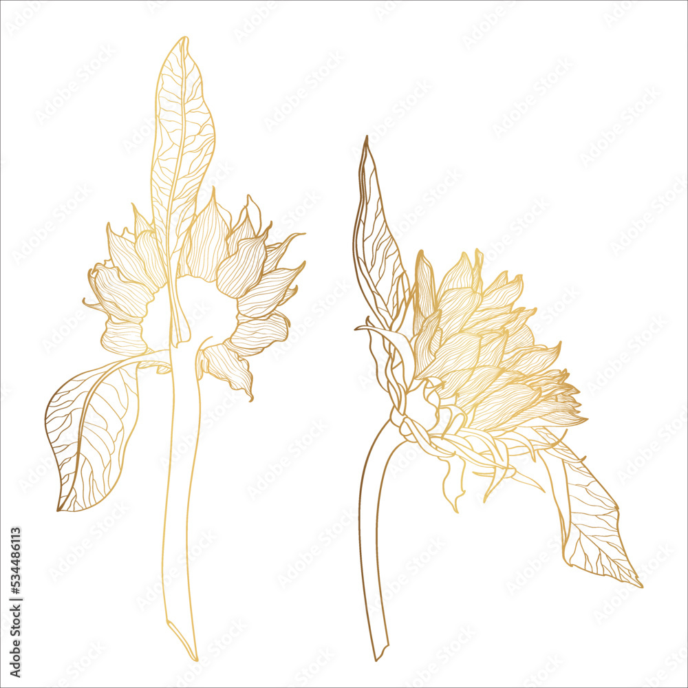 Golden line sunflower botanical illustration. Vintage floral clip art ...