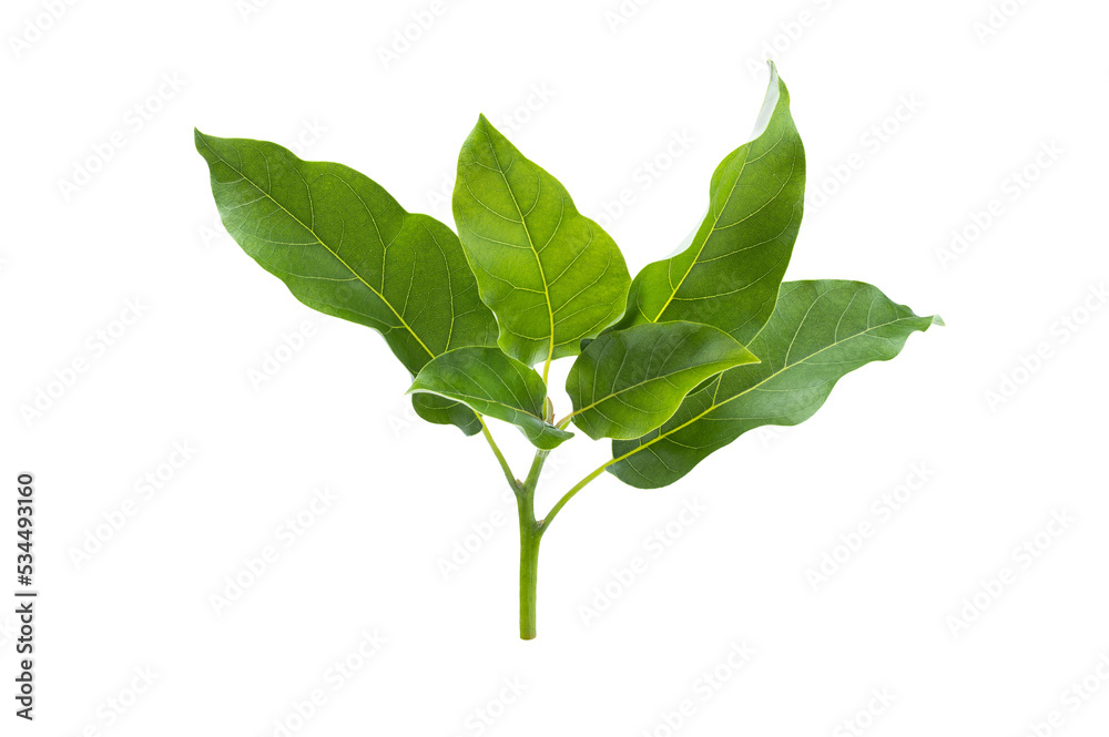 Branch of avocado tree isolated on white background. Full Depth of ...