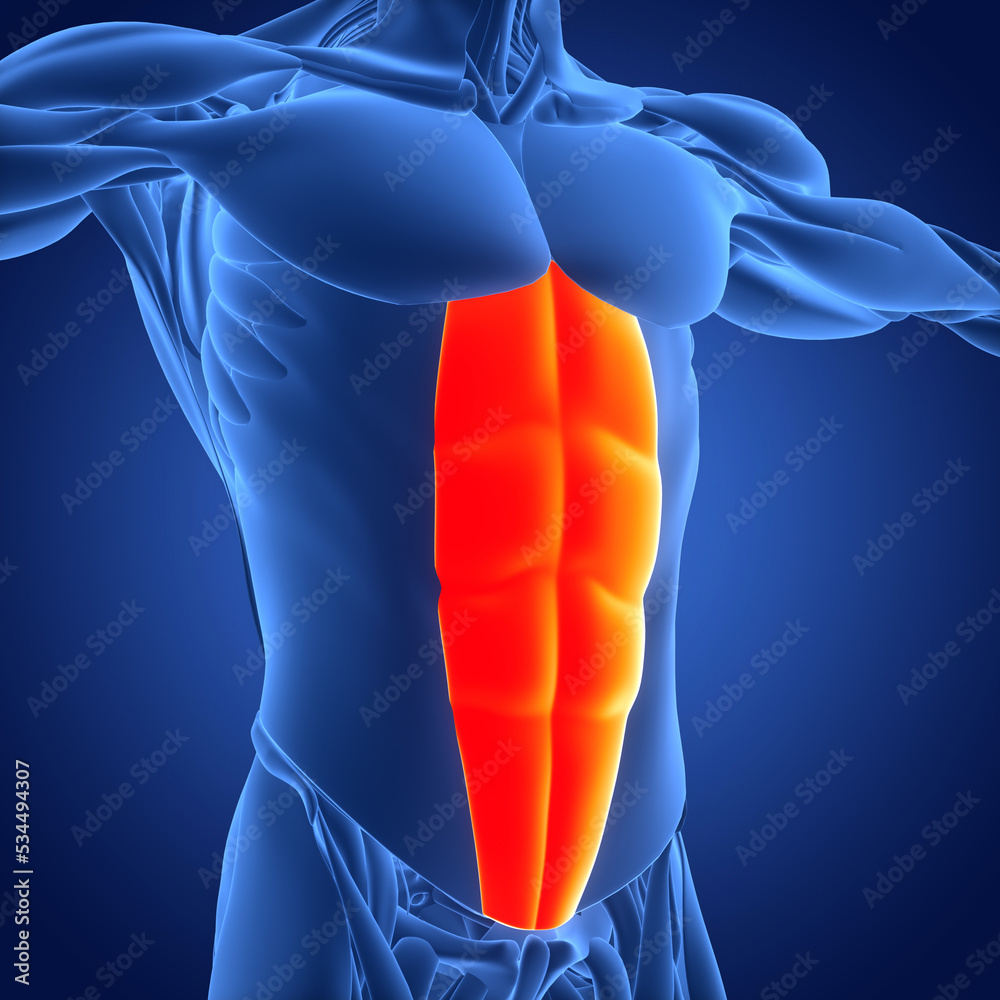 Human Muscular System Torso Muscles Rectus Abdominis Muscle Anatomy ...