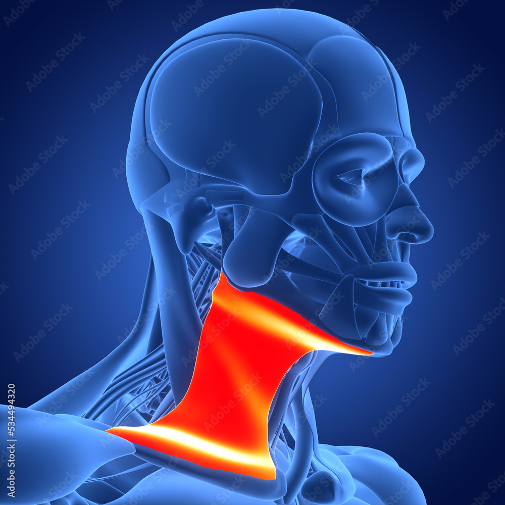 Human Body Muscular System Head Muscles Platysma Muscle Anatomy Stock ...