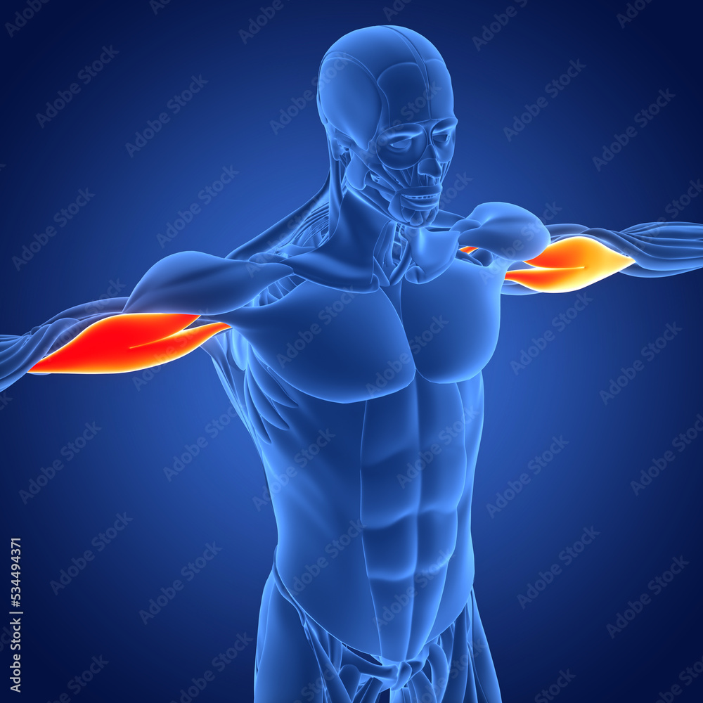 Human Muscular System Arm Muscles Biceps Brachii Anatomy Stock ...