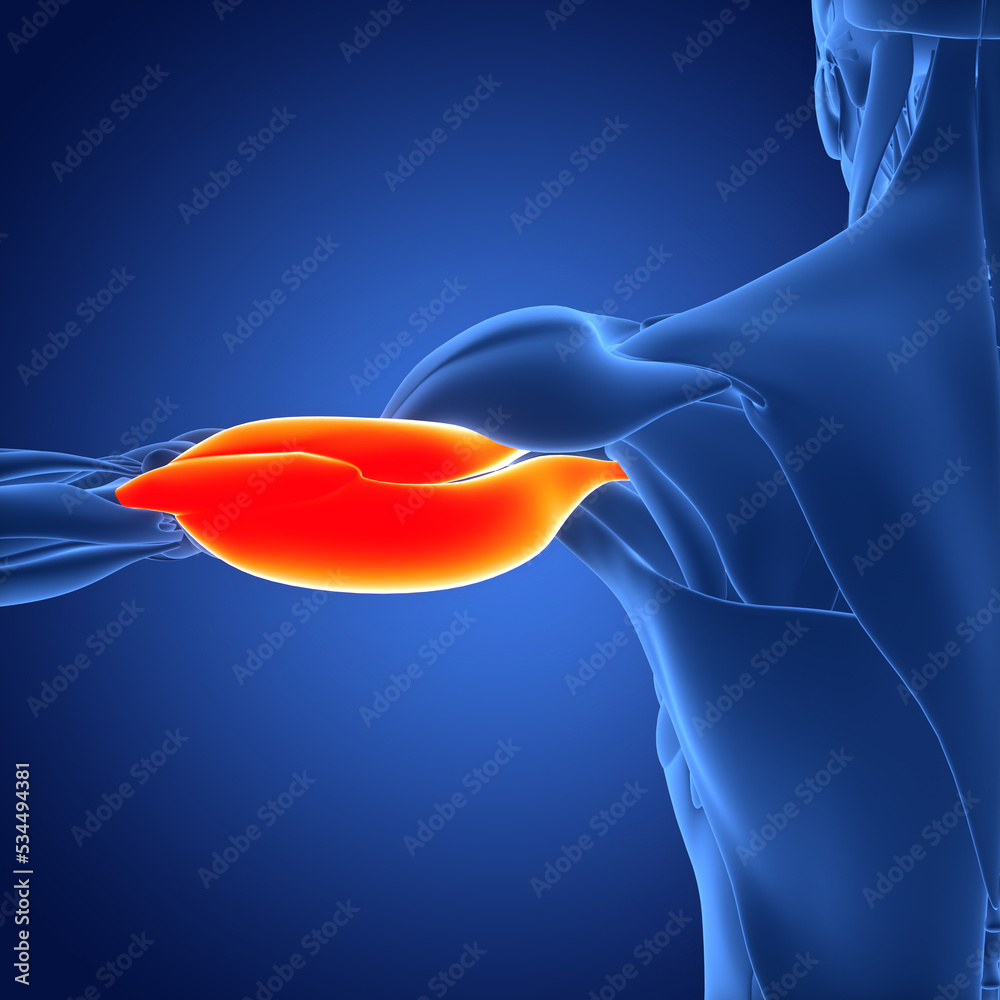 Human Muscular System Arm Muscles Triceps Muscle Anatomy Stock ...