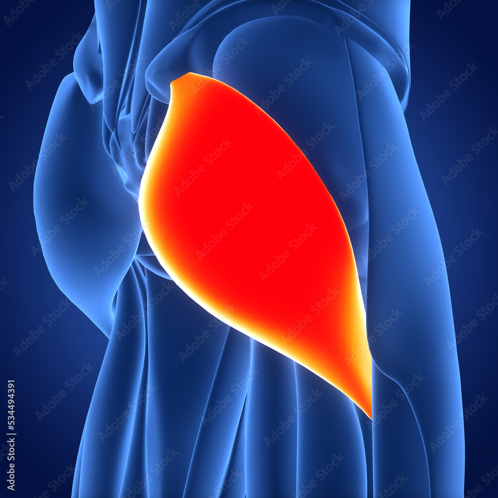 Human Muscular System Leg Muscles Gluteus Maximus Muscle Anatomy Stock ...