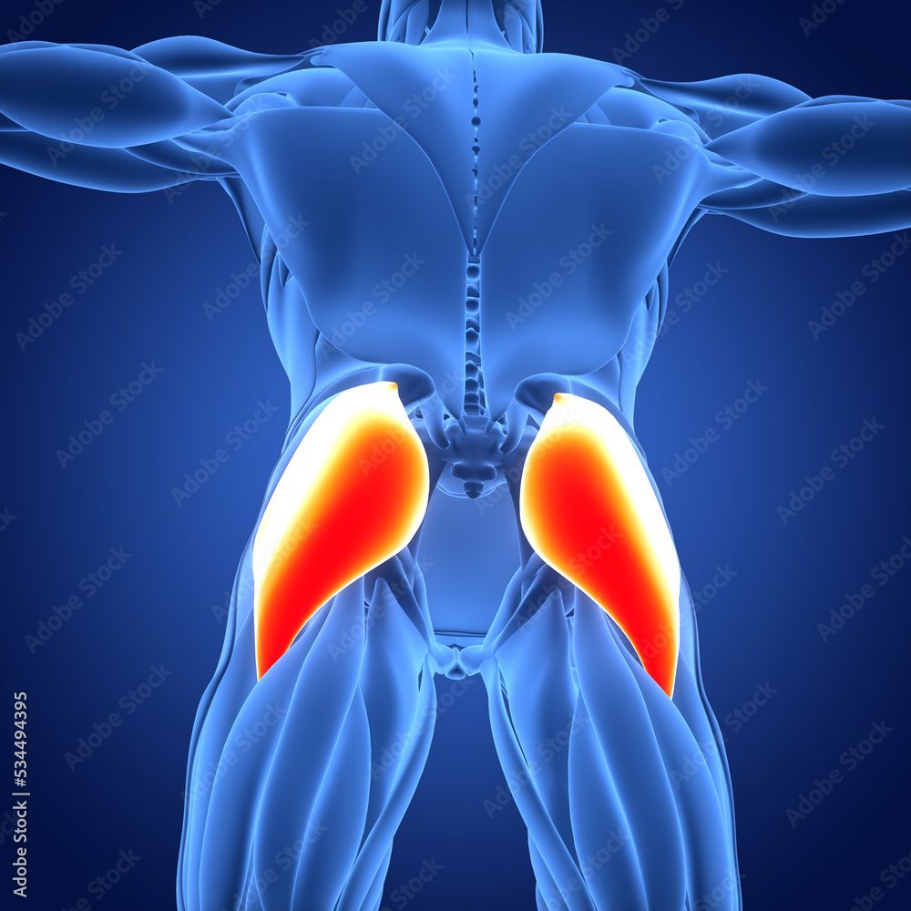 Human Muscular System Leg Muscles Gluteus Maximus Muscle Anatomy Stock ...