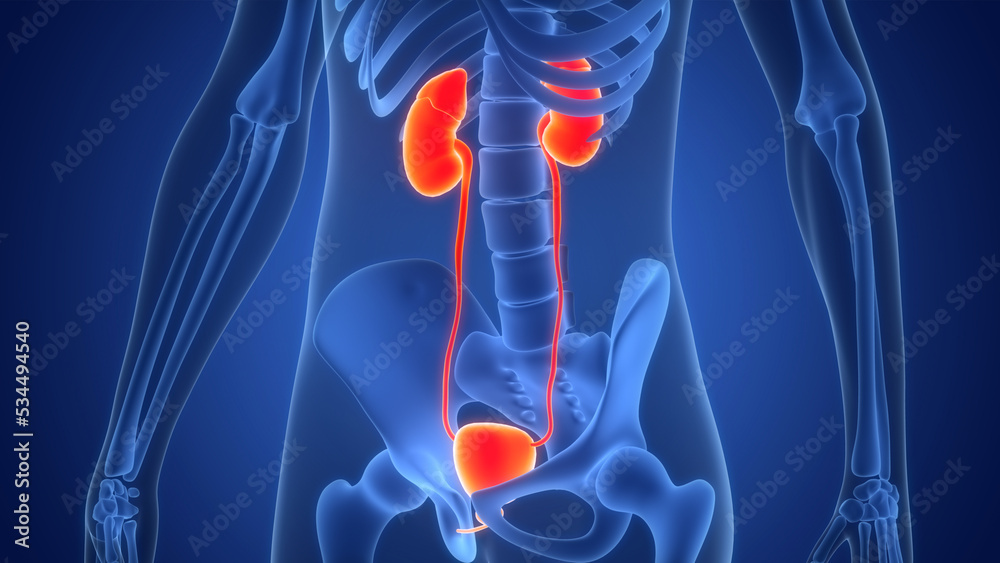 Human Urinary System Kidneys with Bladder Anatomy ilustración de Stock ...