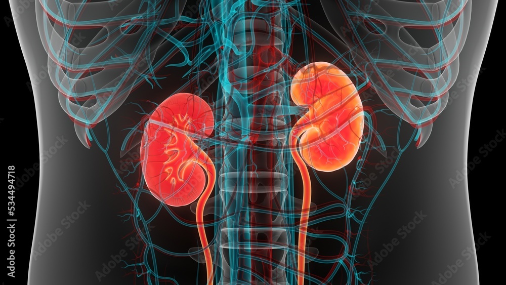 Human Urinary System Kidneys Anatomy Stock Illustration | Adobe Stock