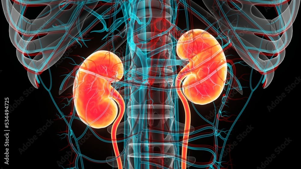 Human Urinary System Kidneys Anatomy Stock Illustration | Adobe Stock
