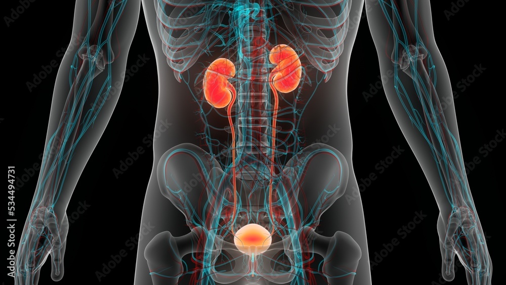 Human Urinary System Kidneys with Bladder Anatomy Stock Illustration ...