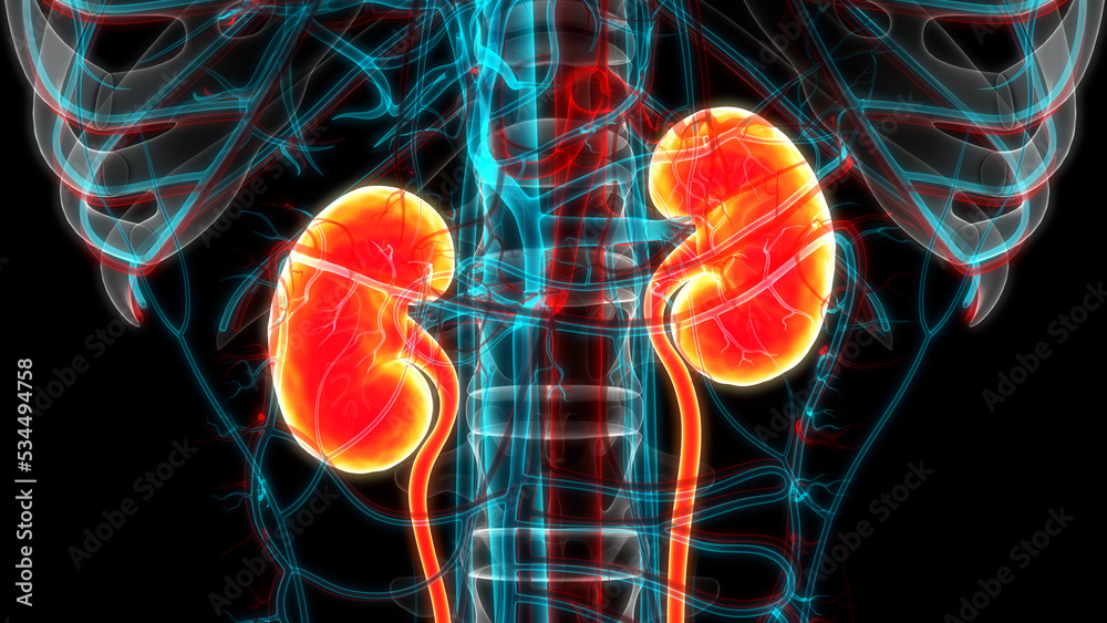 Human Urinary System Kidneys Anatomy ilustração do Stock | Adobe Stock