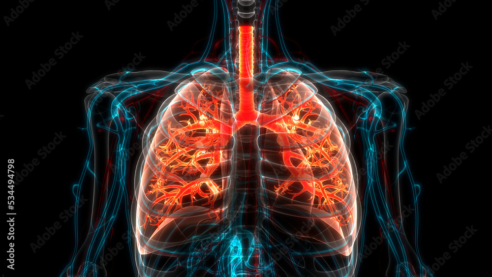 Human Respiratory System Lungs Anatomy Stock Illustration | Adobe Stock