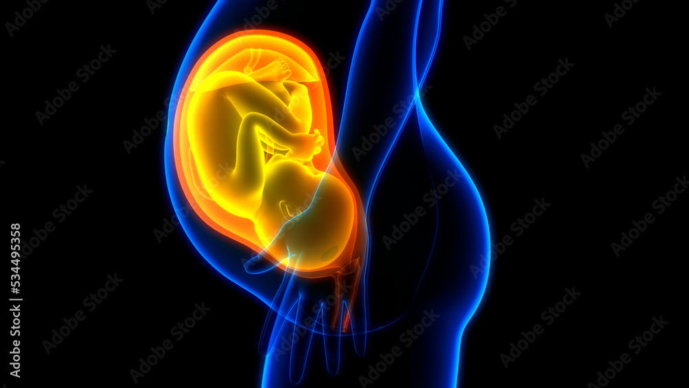 Human Fetus Baby in Womb Anatomy Stock Illustration | Adobe Stock