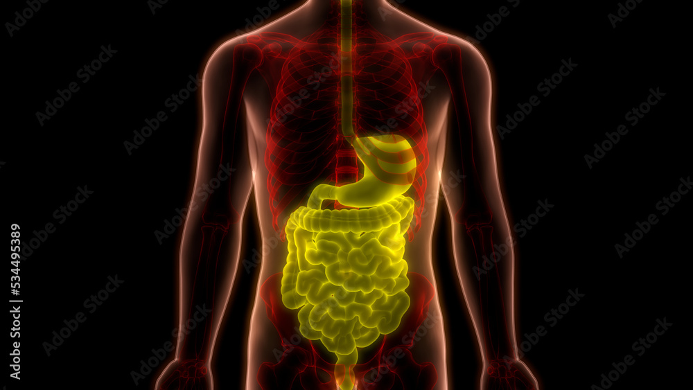 Human Digestive System Anatomy Stock Illustration | Adobe Stock
